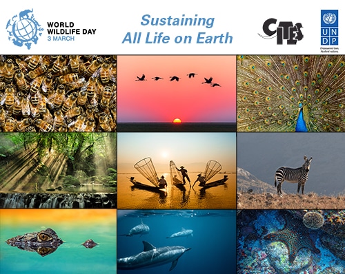 UN World Wildlife Day 2021 (3 March) as “Forests and livelihoods ...